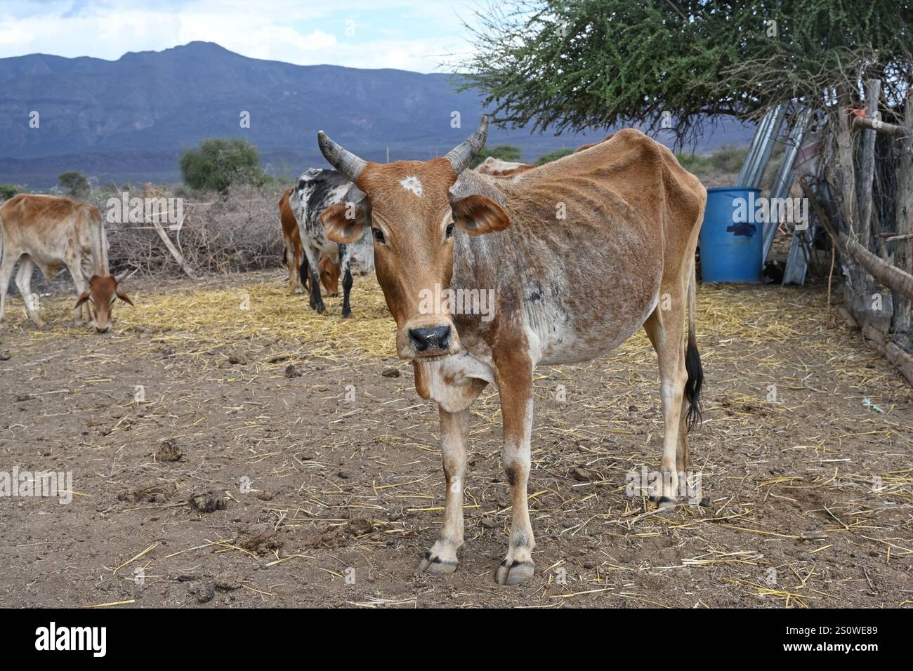 Domestic livestock of the Maasai tribe in a paddock with a fence made ...
