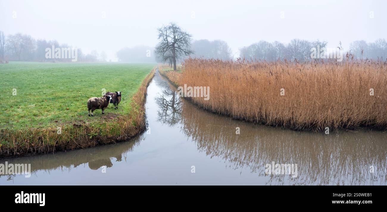 two sheep stand at canal in typical dutch meadow with canal and reeds ...