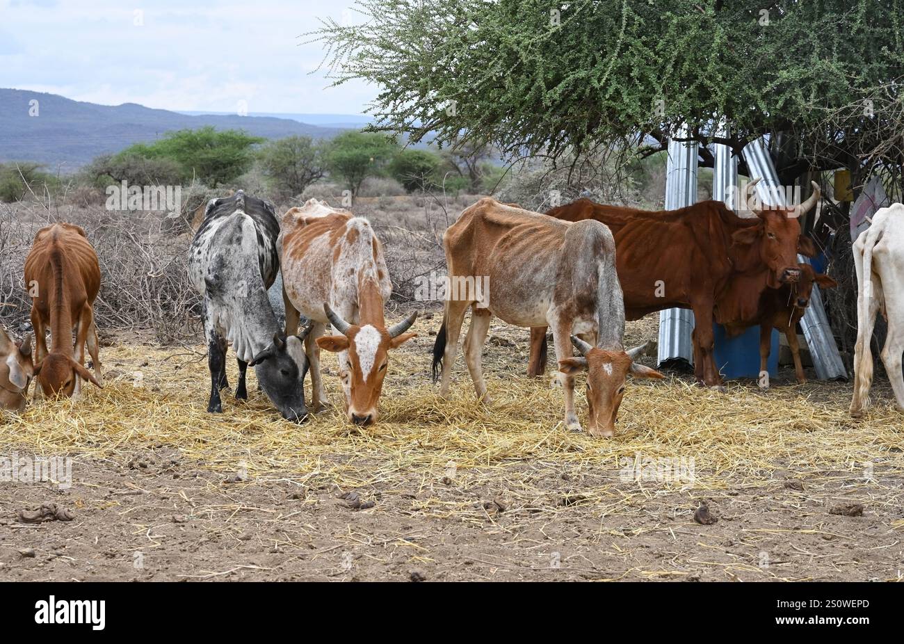 Maasai domestic livestock in a paddock with a fence made of branches ...