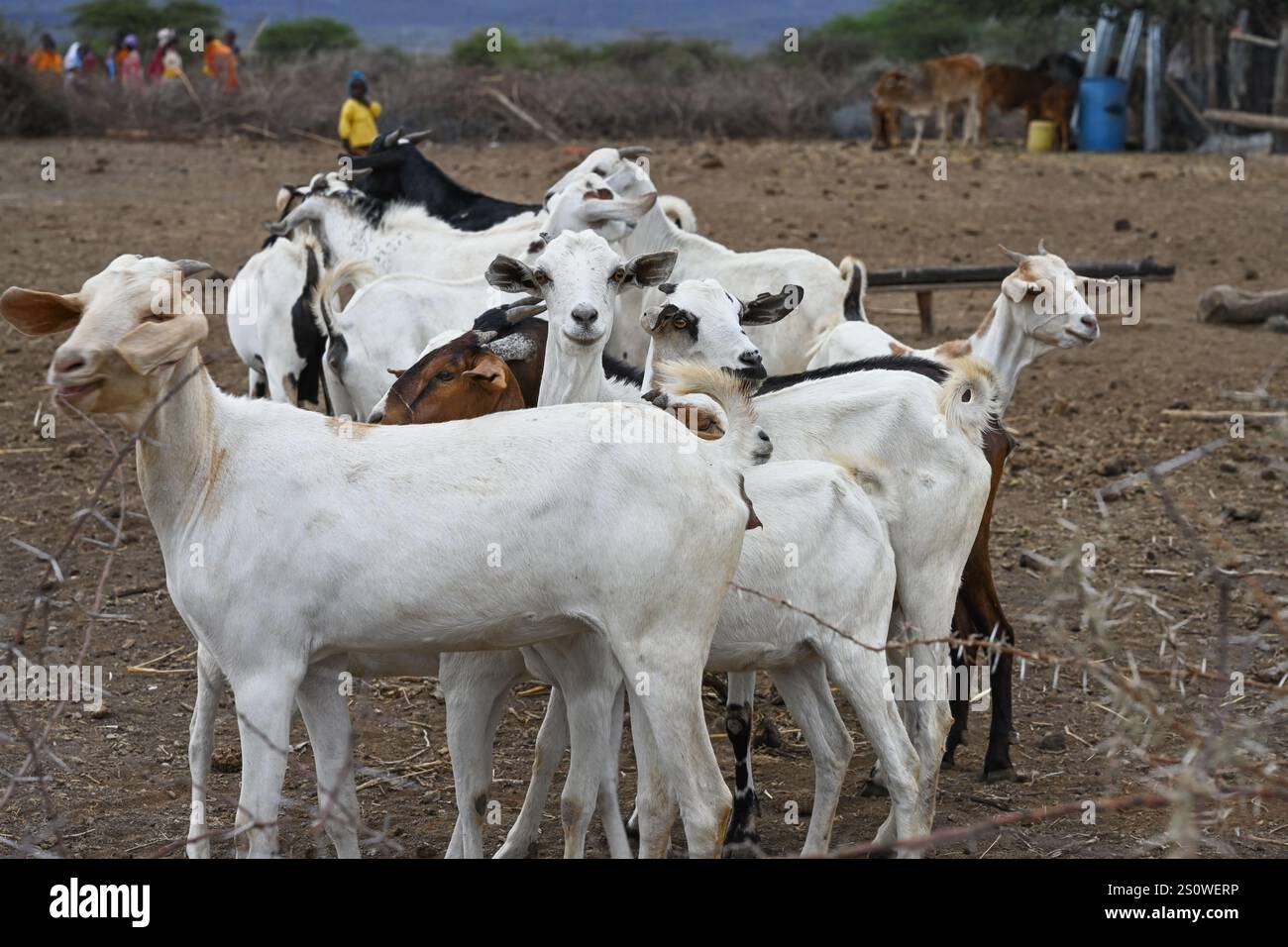 Herd of domestic goats of the Maasai tribe in a paddock with a fence ...