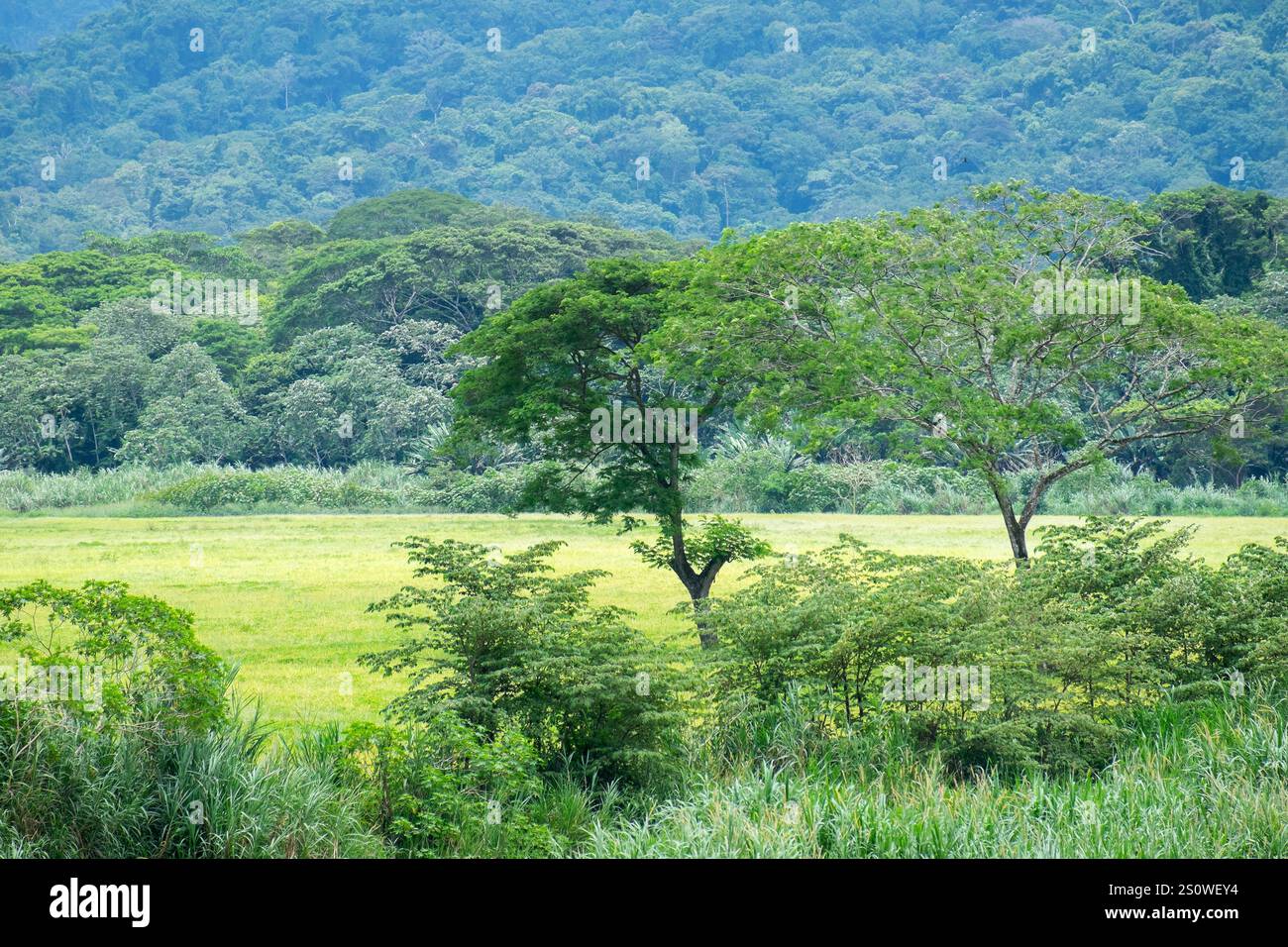 Natural landscape in the Tarcoles River area in Puntarenas, Costa Rica ...
