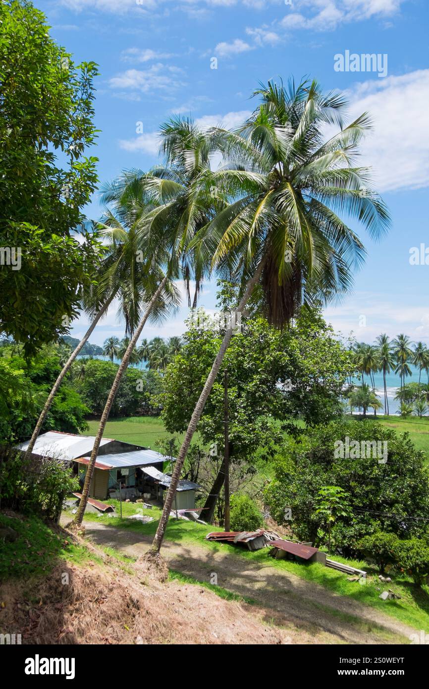 Rustic house among palm trees on the Pacific coast, in Puntarenas ...