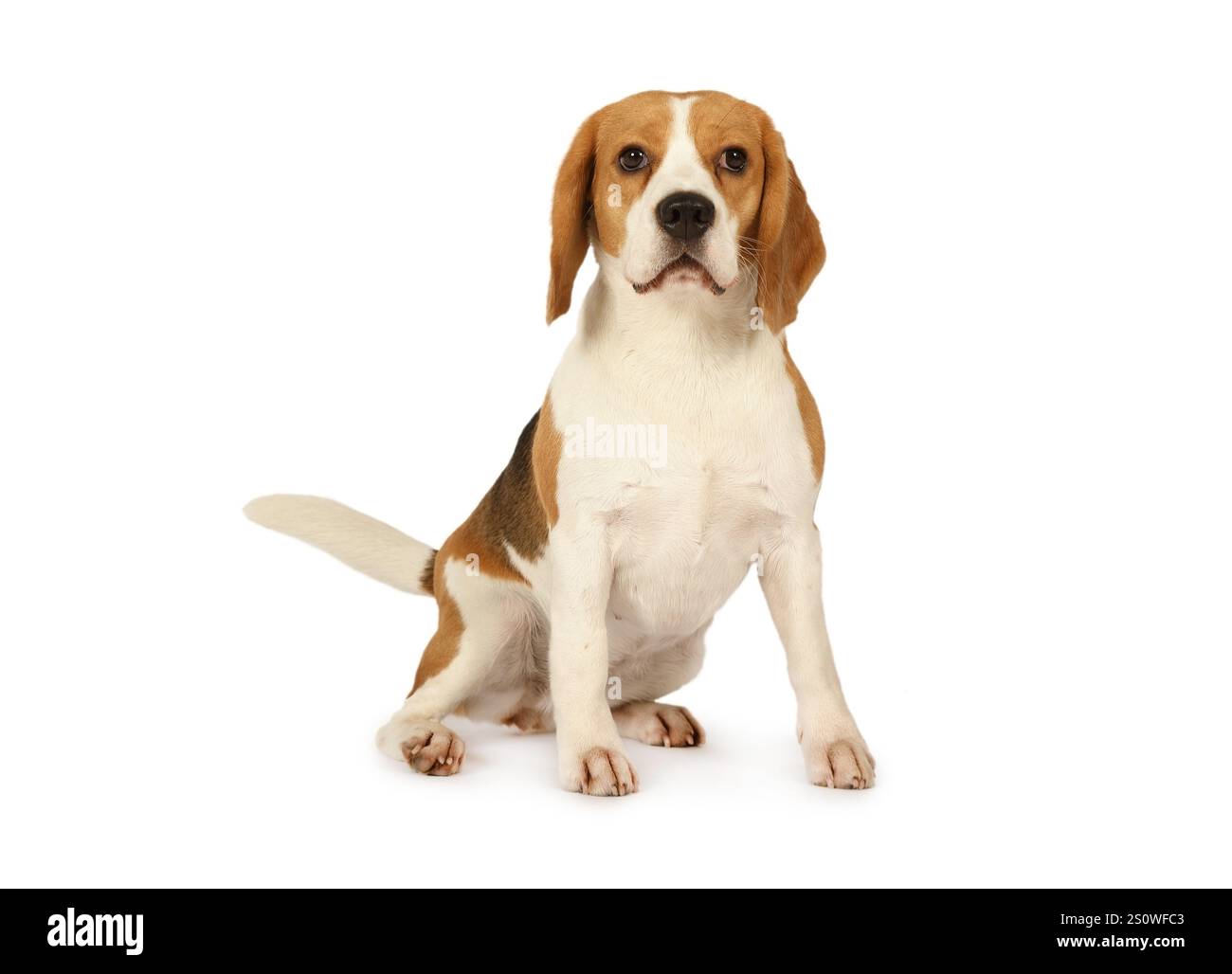 Purebred Beagle dog sitting isolated on white background Stock Photo ...