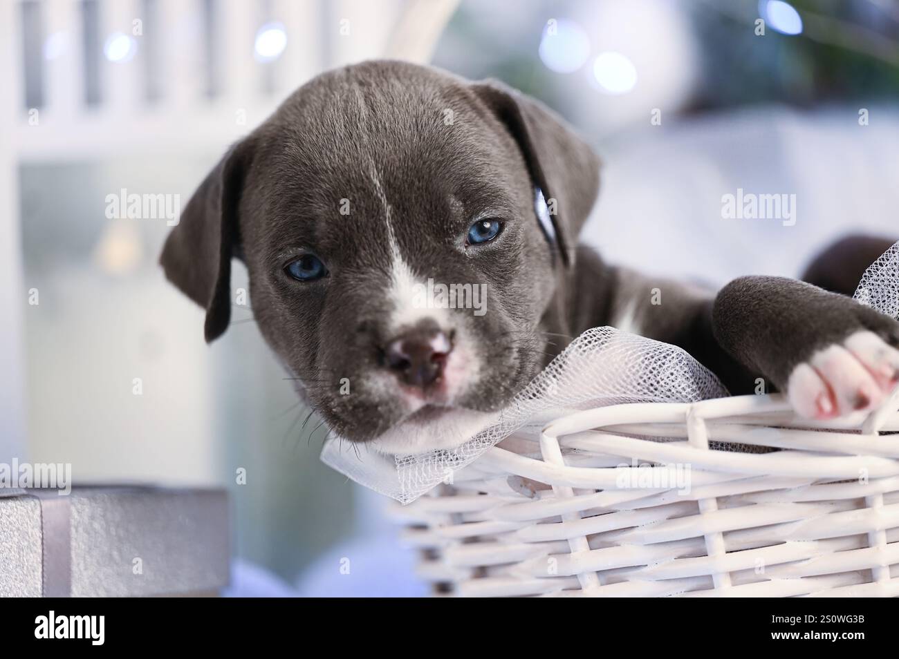 American Staffordshire Terrier Puppy (also known as the AmStaff ...
