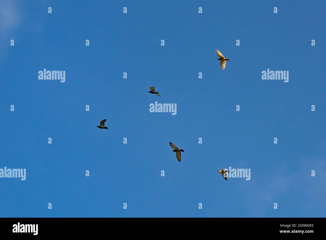 A group of five domestic pigeons flying in an arrowhead formation in a ...