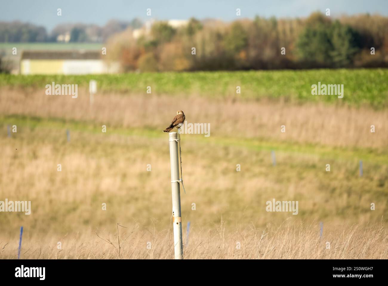 close-up of a kestrel (Falco tinnunculus) bird raptor sat on a wooden ...