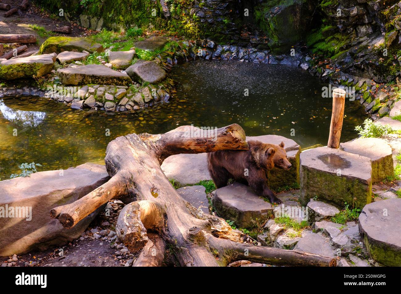 European Brown Bear Kept as Captive in Castle moat Enclosure. Cesky ...