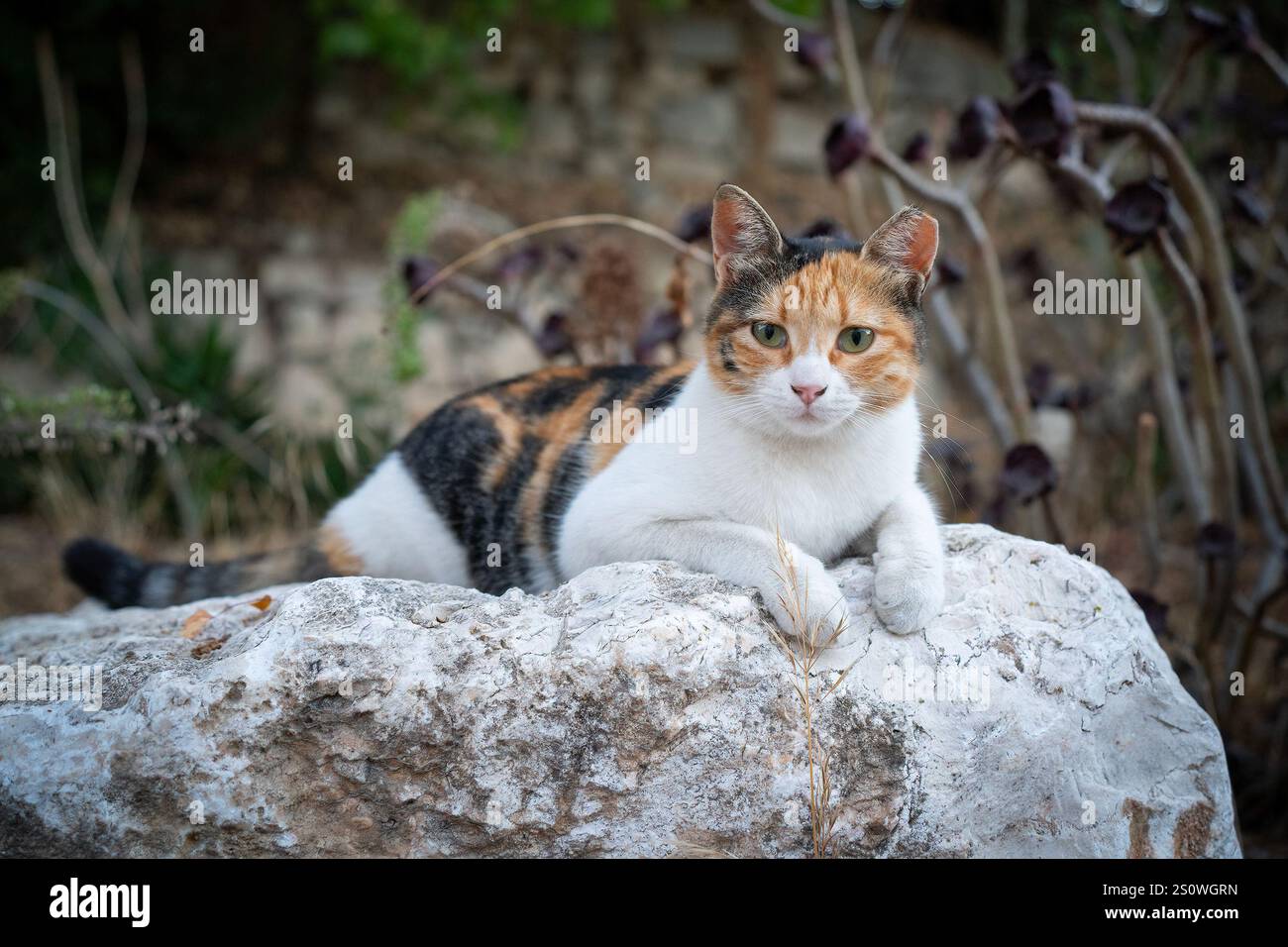 A watchful, green eyed, tricolor female alley cat sits on a rock in a ...