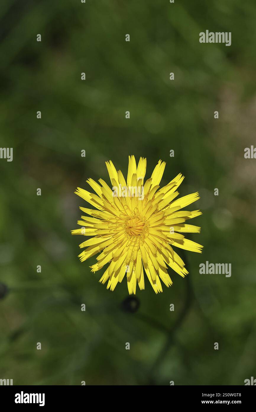 Mouse-ear hawkweed, also known as Lesser mouse-eared hawkweed or long ...