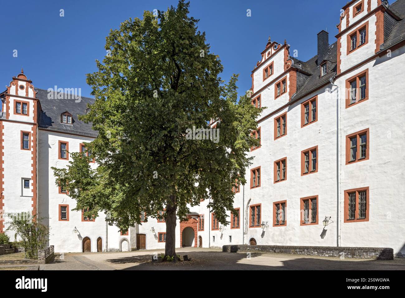 Hadamar Castle, Renaissance-style residence, large lime tree (Tilia x ...