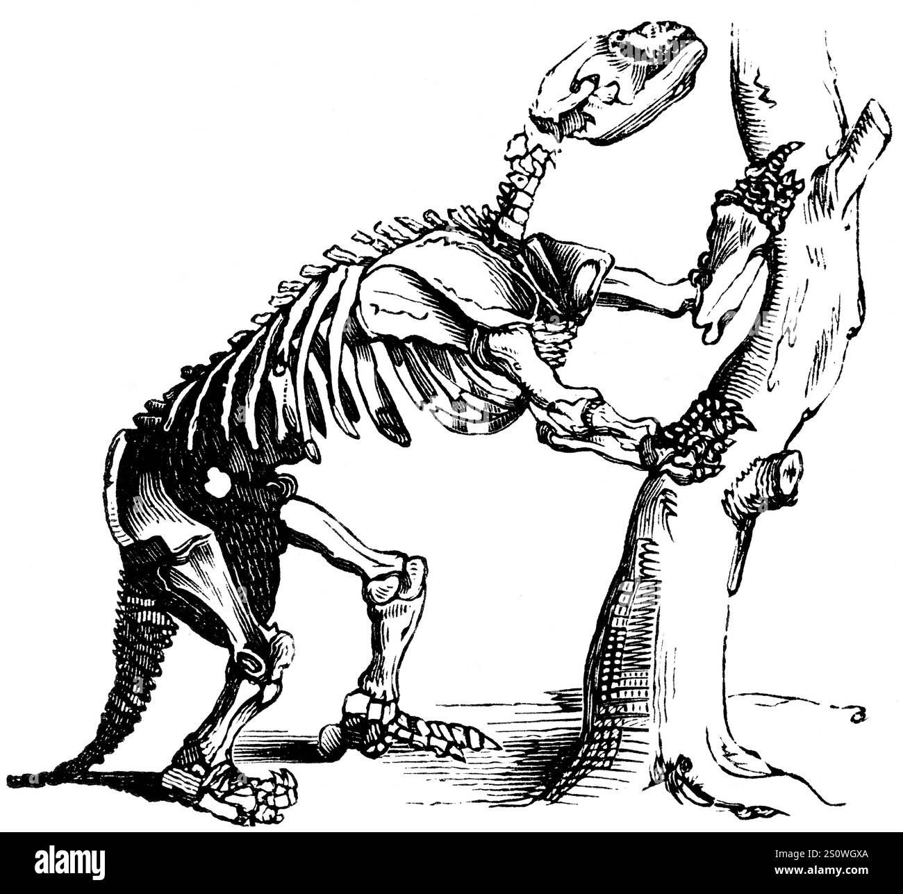 Prehistoric skeleton of a giant sloth, reptile, habitat in North ...