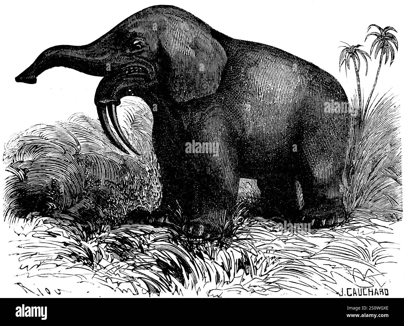 The extinct Deinotherium or Dinotherium lived in the Middle Tertiary ...
