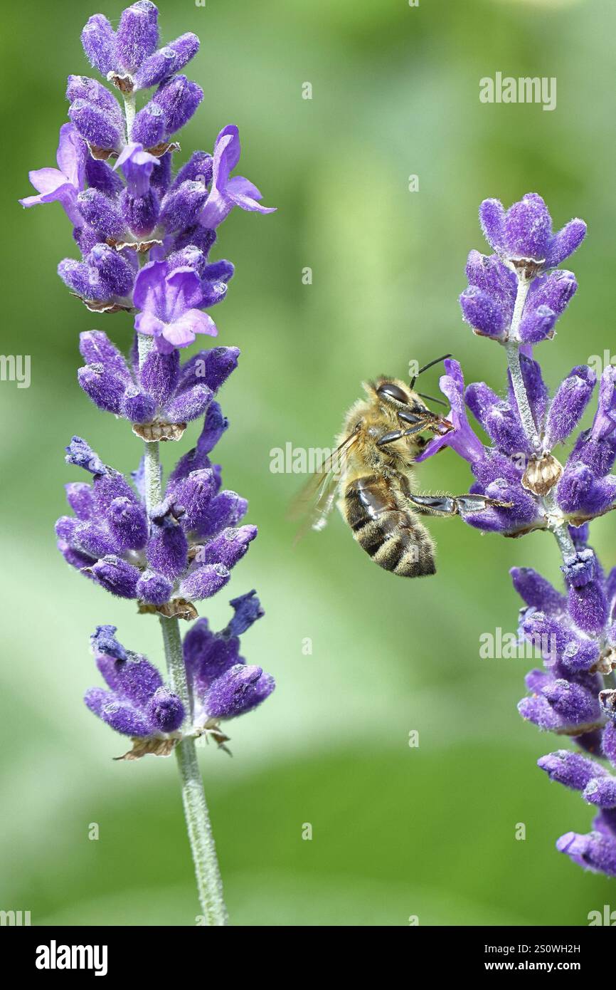 European honey bee (Apis mellifera), collecting nectar from a flower of ...