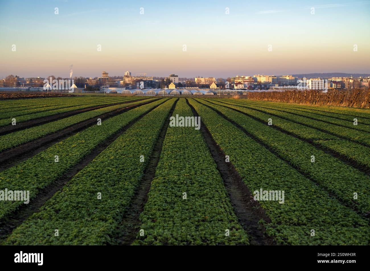 Agriculture cultivation of field lettuce, lamb's lettuce, on field ...