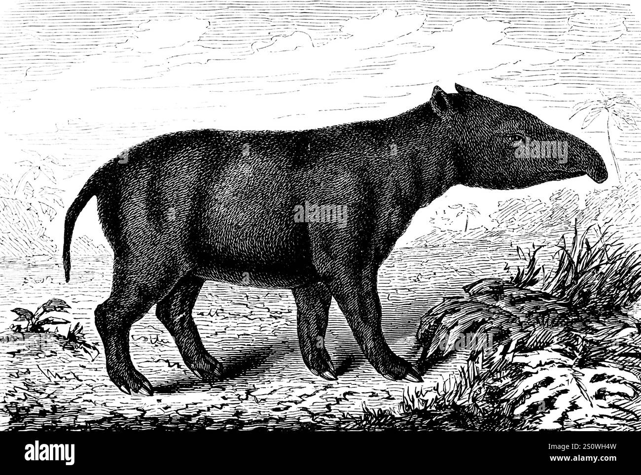 Side view of extinct Paleotherium magnum, lived in the Eocene and ...