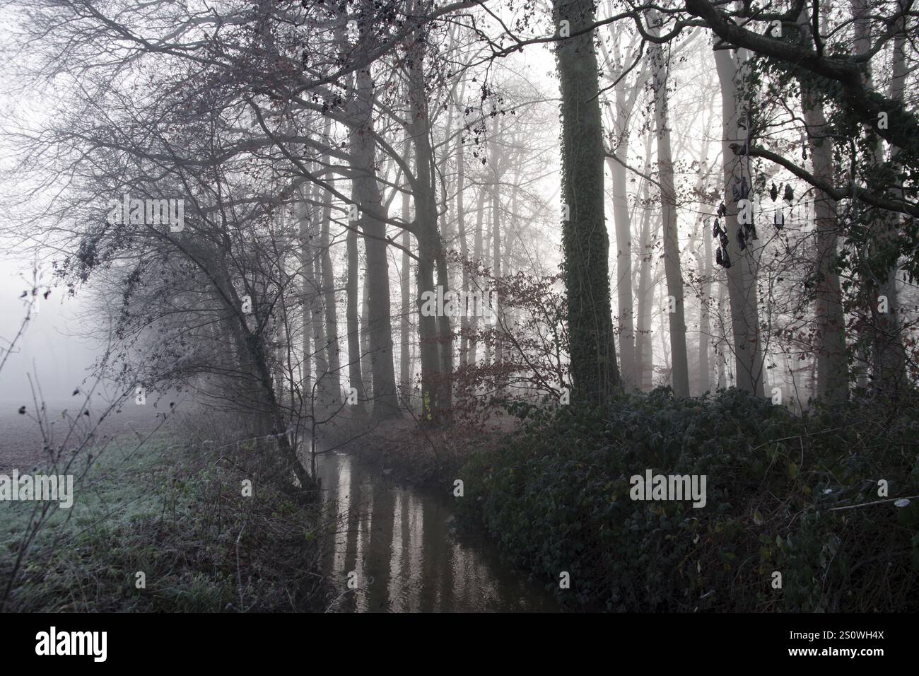 Landscape, fog, forest, stream, water, mood, winter, Germany, The fog ...