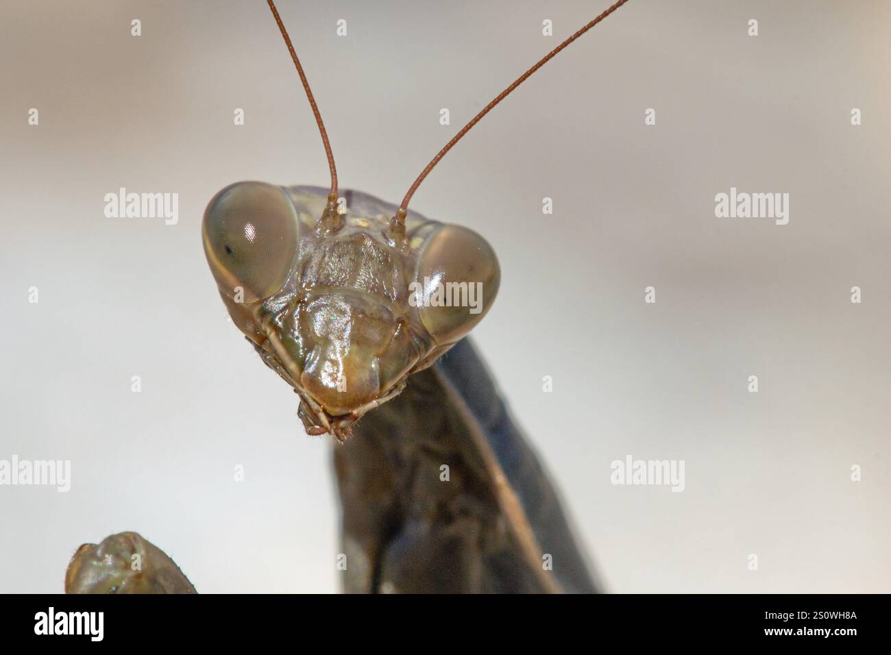 European mantis, Mantis religiosa, portrait Stock Photo - Alamy