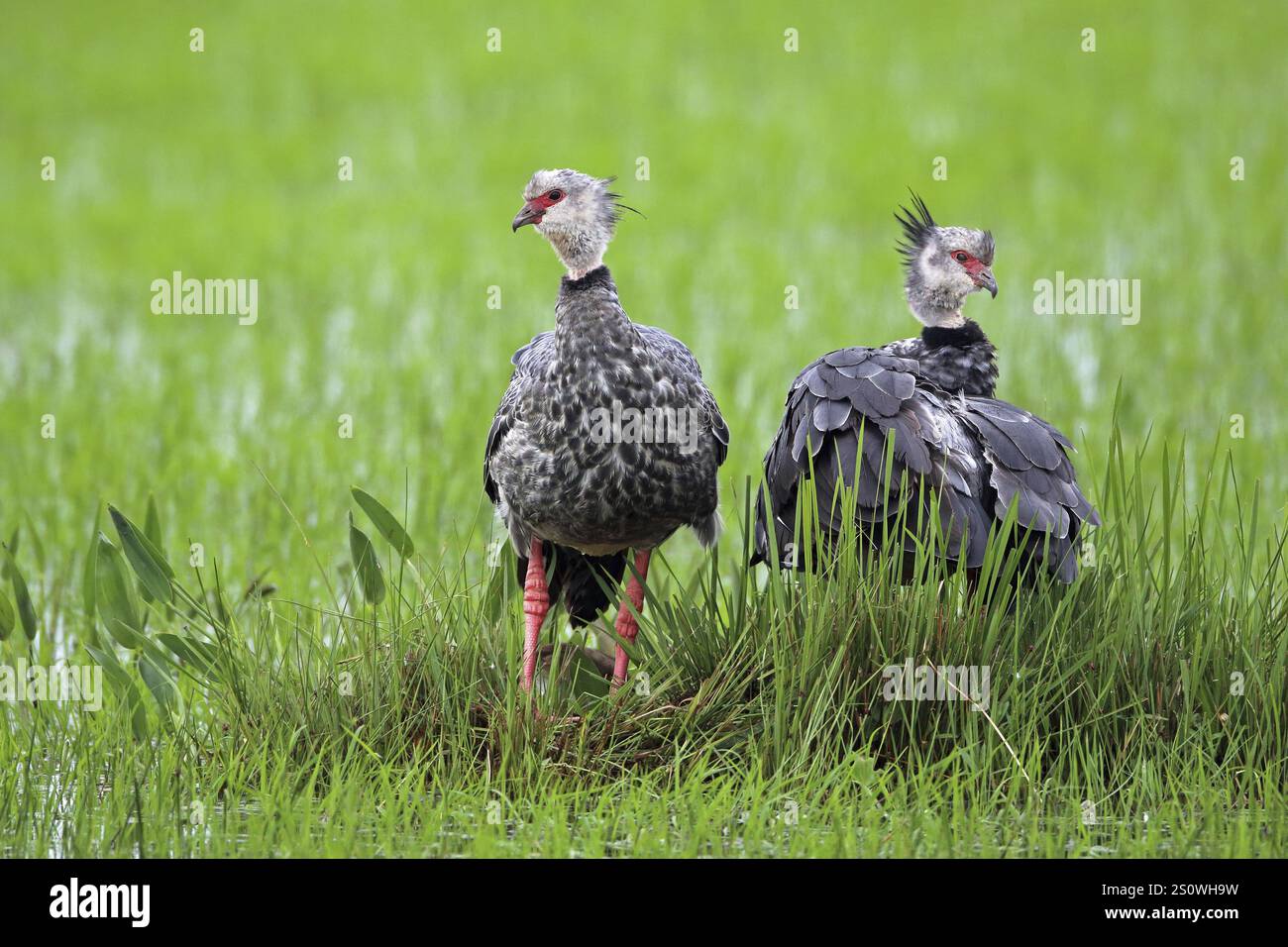 Collared Weirbird, Chauna torquata, pair, Argentina, South America ...