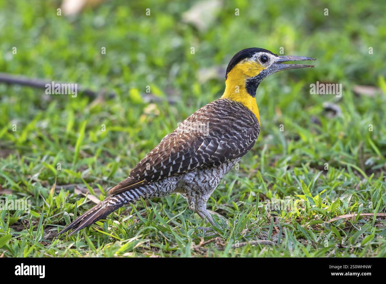 Woodpecker (Colaptes campestris), Pantanal, inland, wetland, UNESCO ...