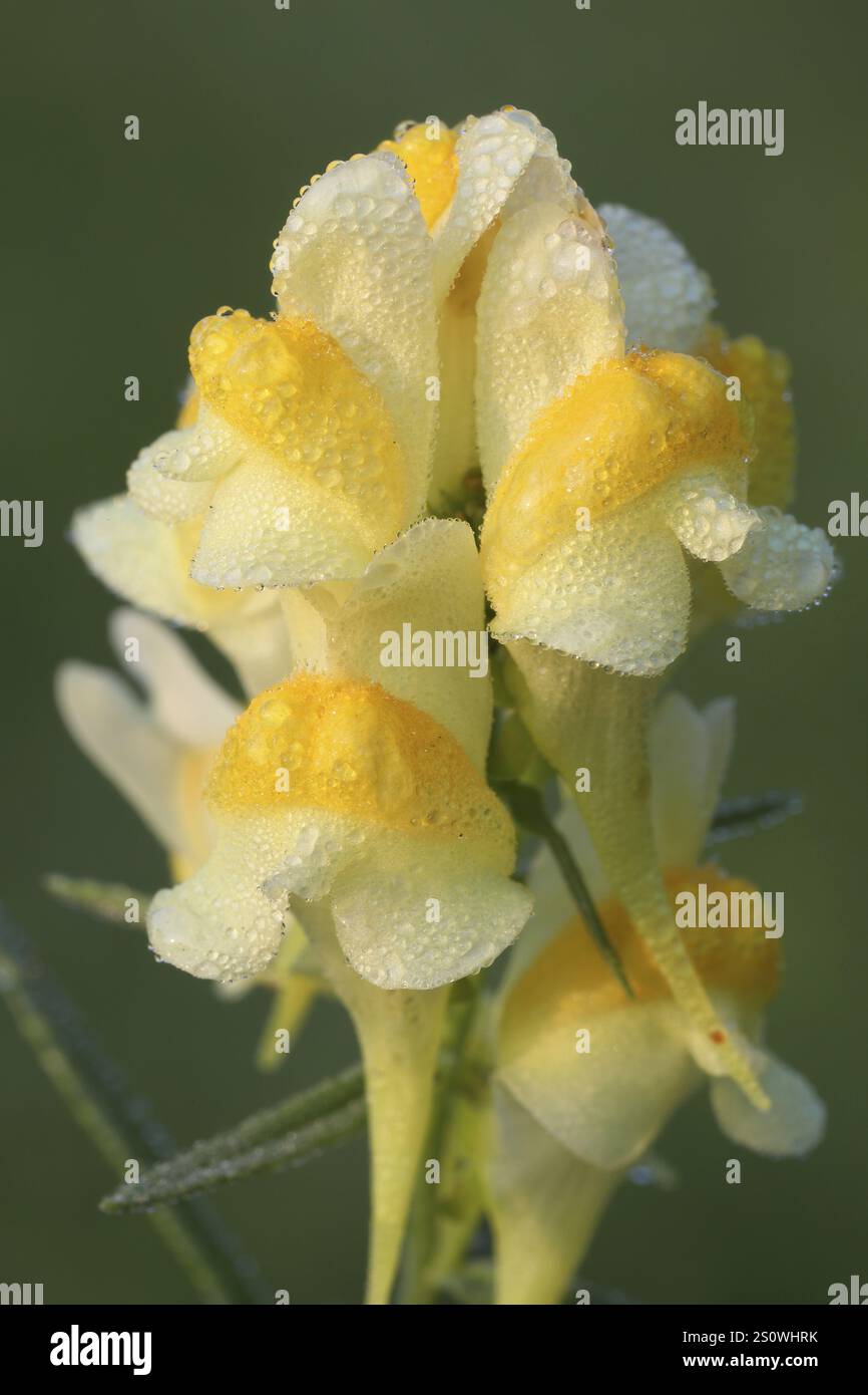 Flax vulgaris hi-res stock photography and images - Alamy