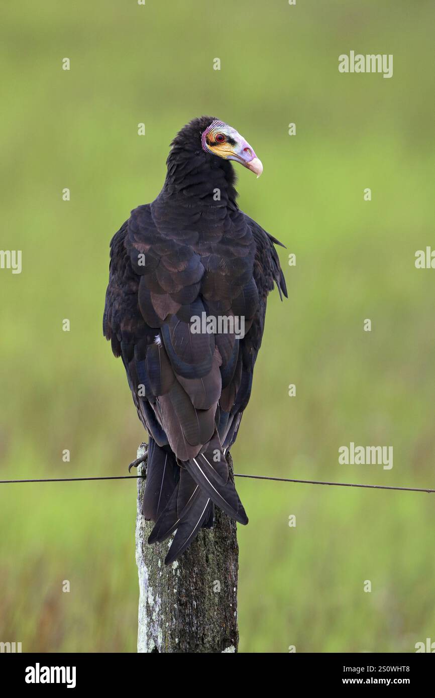 Lesser yellow-headed vulture, Cathartes burrovianus, Argentina, South ...