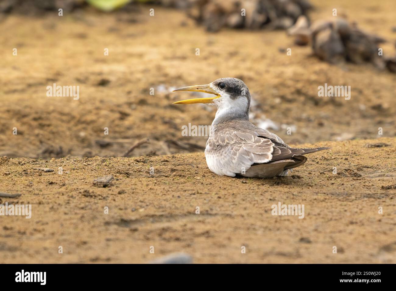 Large-billed Tern (Phaetusa simplex), Pantanal, inland, wetland, UNESCO Biosphere Reserve, World ...