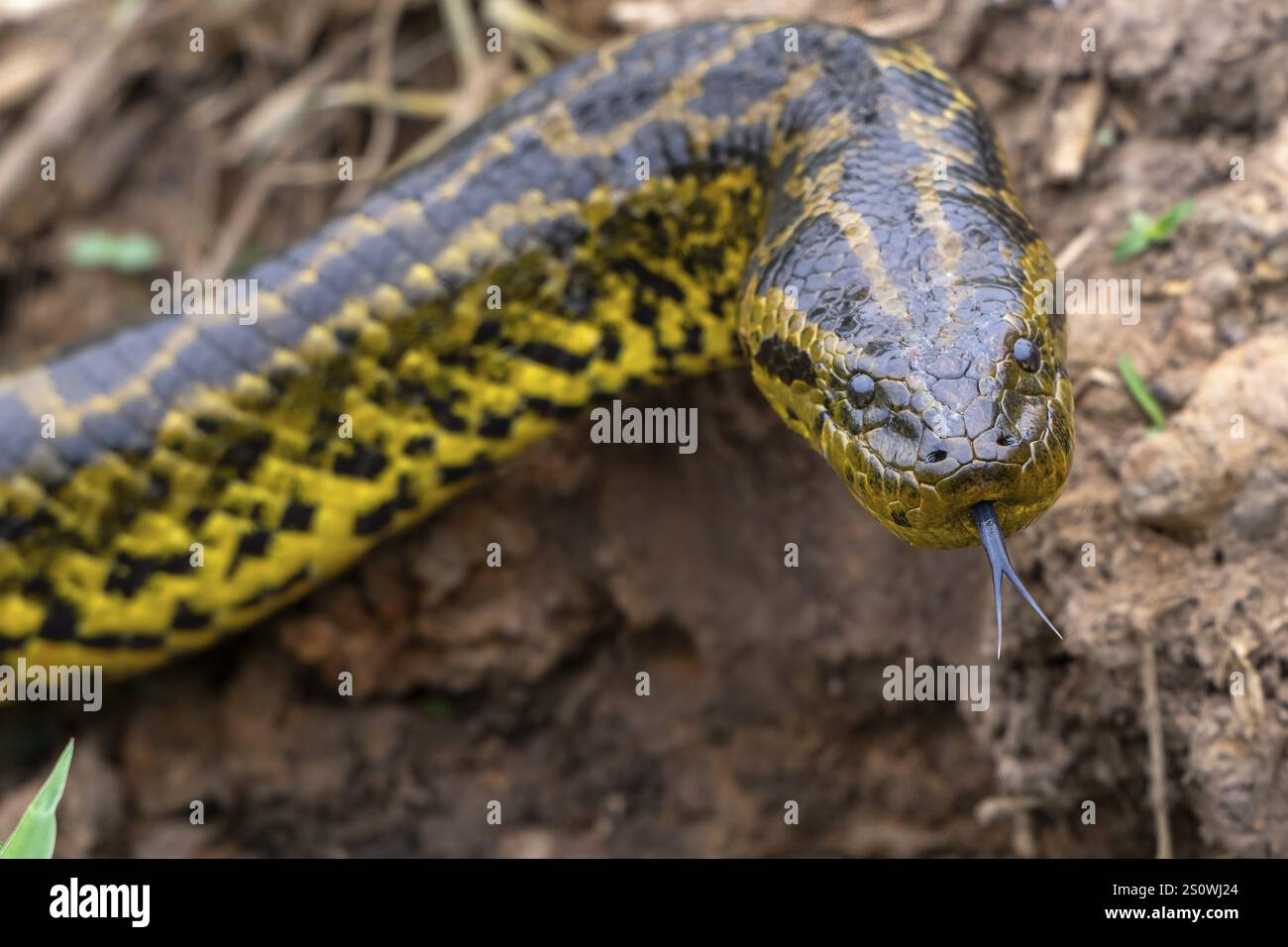 Yellow anaconda (Eunectes notaeus), also known as Paraguay anaconda or ...