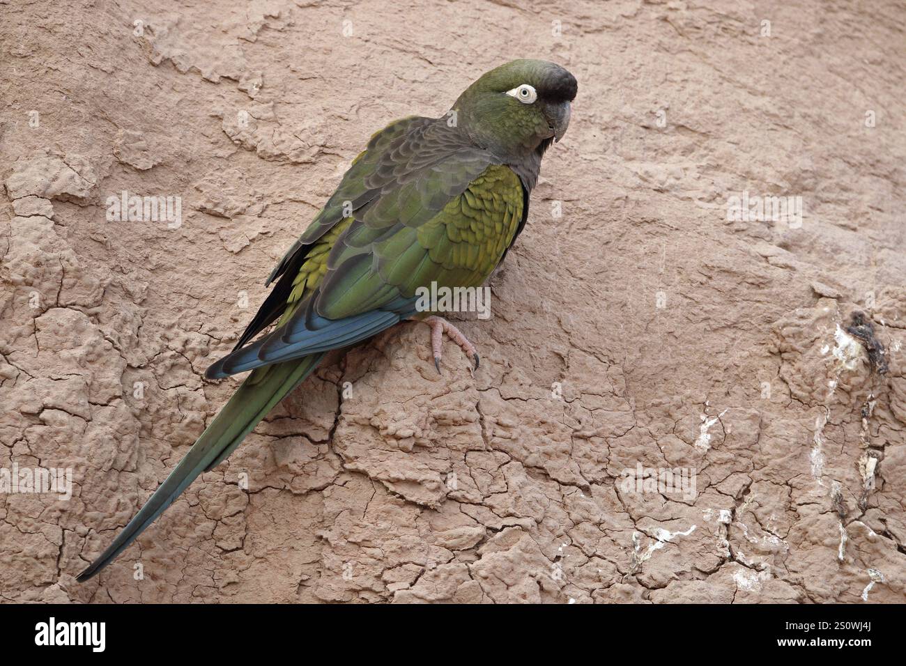 Rock parakeet, Cyanoliseus patagonus Stock Photo - Alamy
