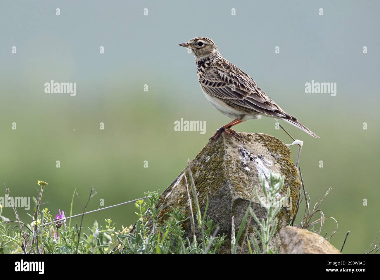 Eurasian skylark bird hi-res stock photography and images - Alamy