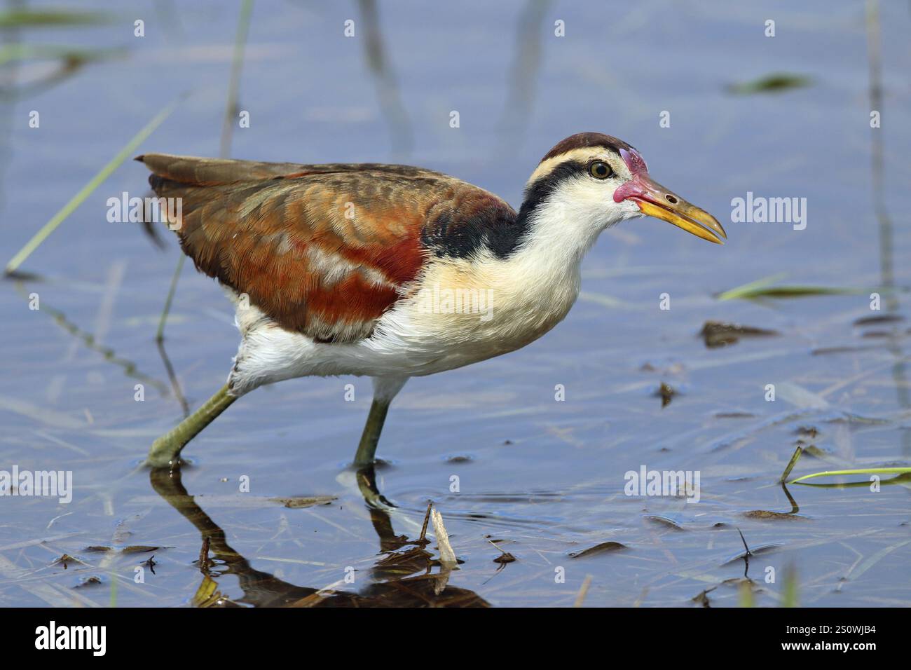 Wattled jacanas jacana jacana hi-res stock photography and images - Alamy