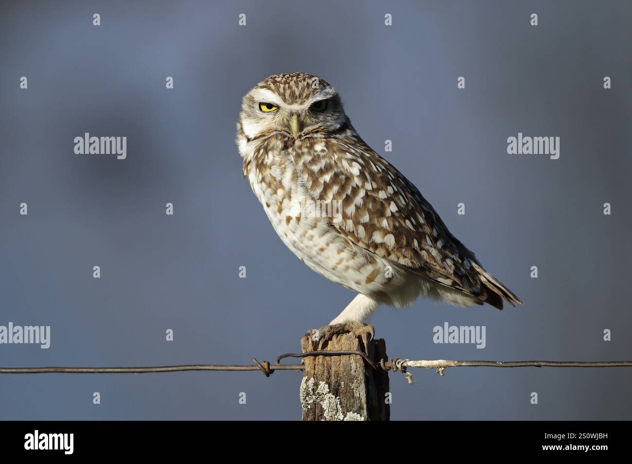 Owls of south america hi-res stock photography and images - Alamy