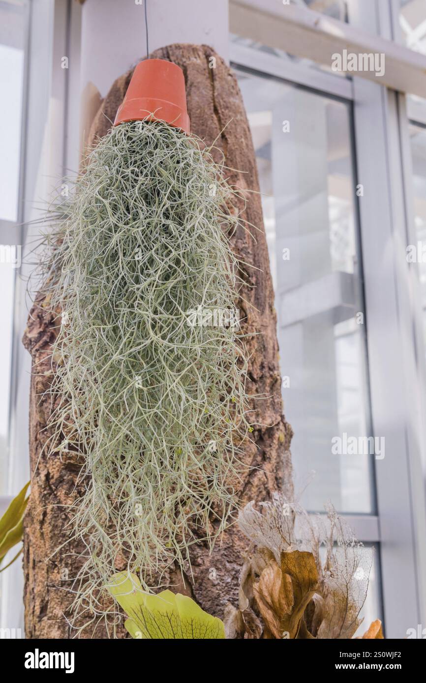 Spanish moss hanging from a pot attached to a wooden pole indoors ...
