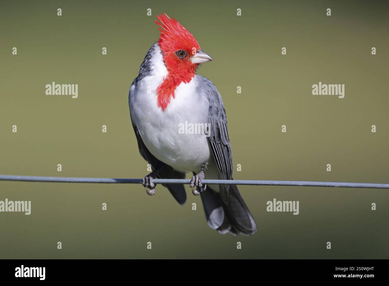 Grey cardinal, Paroaria coronata, Argentina, South America Stock Photo ...