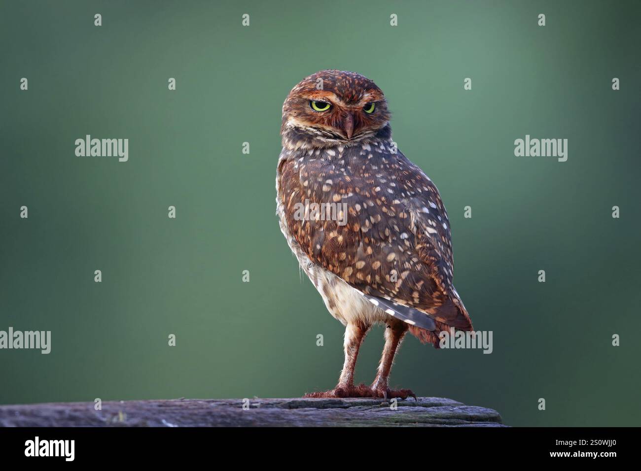 Burrowing Owl, Athene cunicularia, Argentina, South America Stock Photo ...