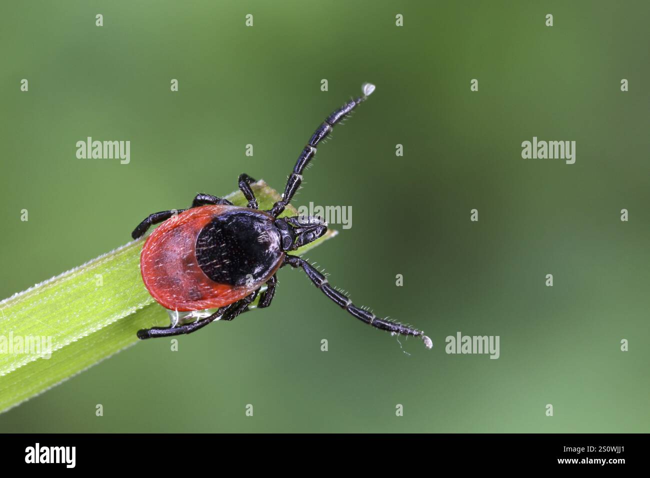 Castor Bean Tick, Ixodes ricinus, tick Stock Photo - Alamy