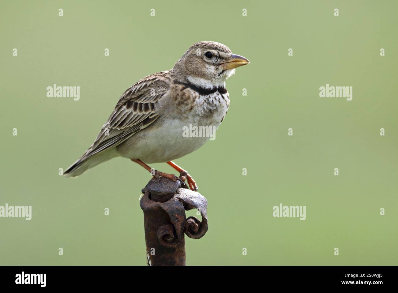 Calender lark, Melanocorypha calandra Stock Photo - Alamy