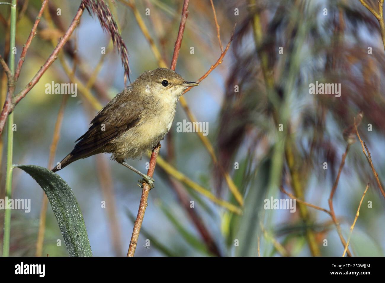 Reed Warbler, Acrocephalus scirpaceus Stock Photo - Alamy