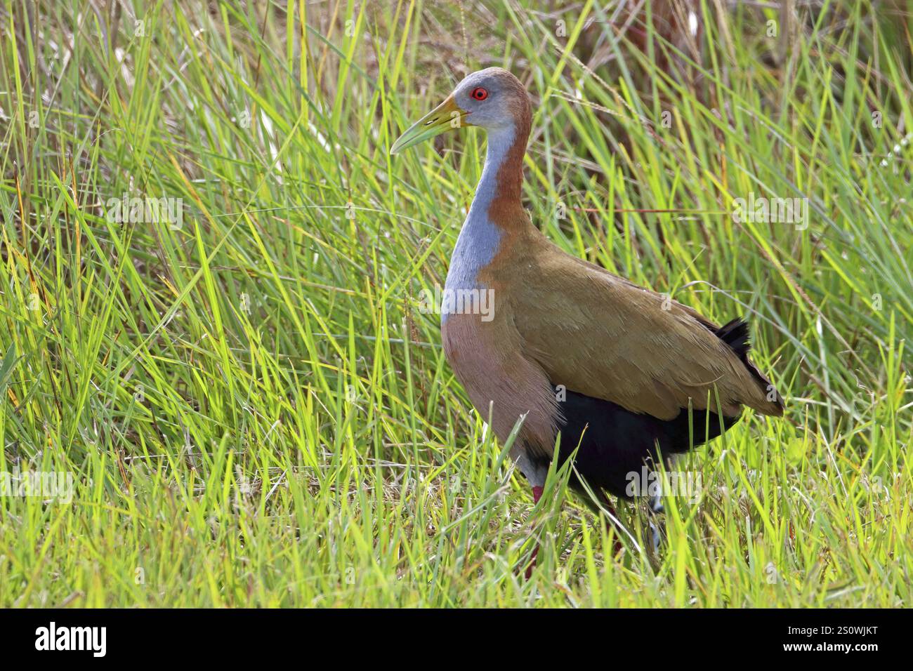 Ypecaharalle, Aramides ypecaha, Argentina, South America Stock Photo ...