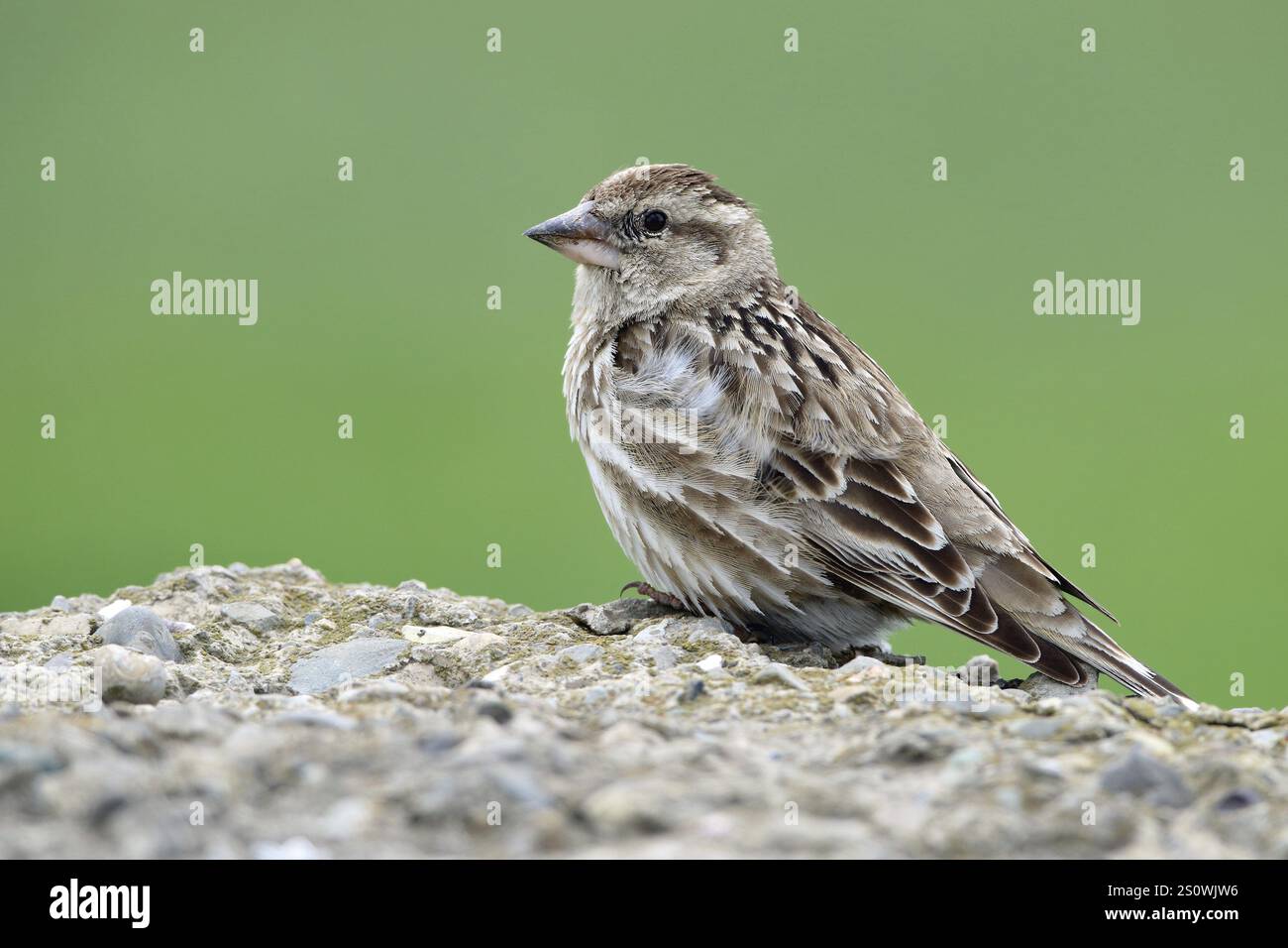 Rock Sparrow, Petronia petronia Stock Photo - Alamy