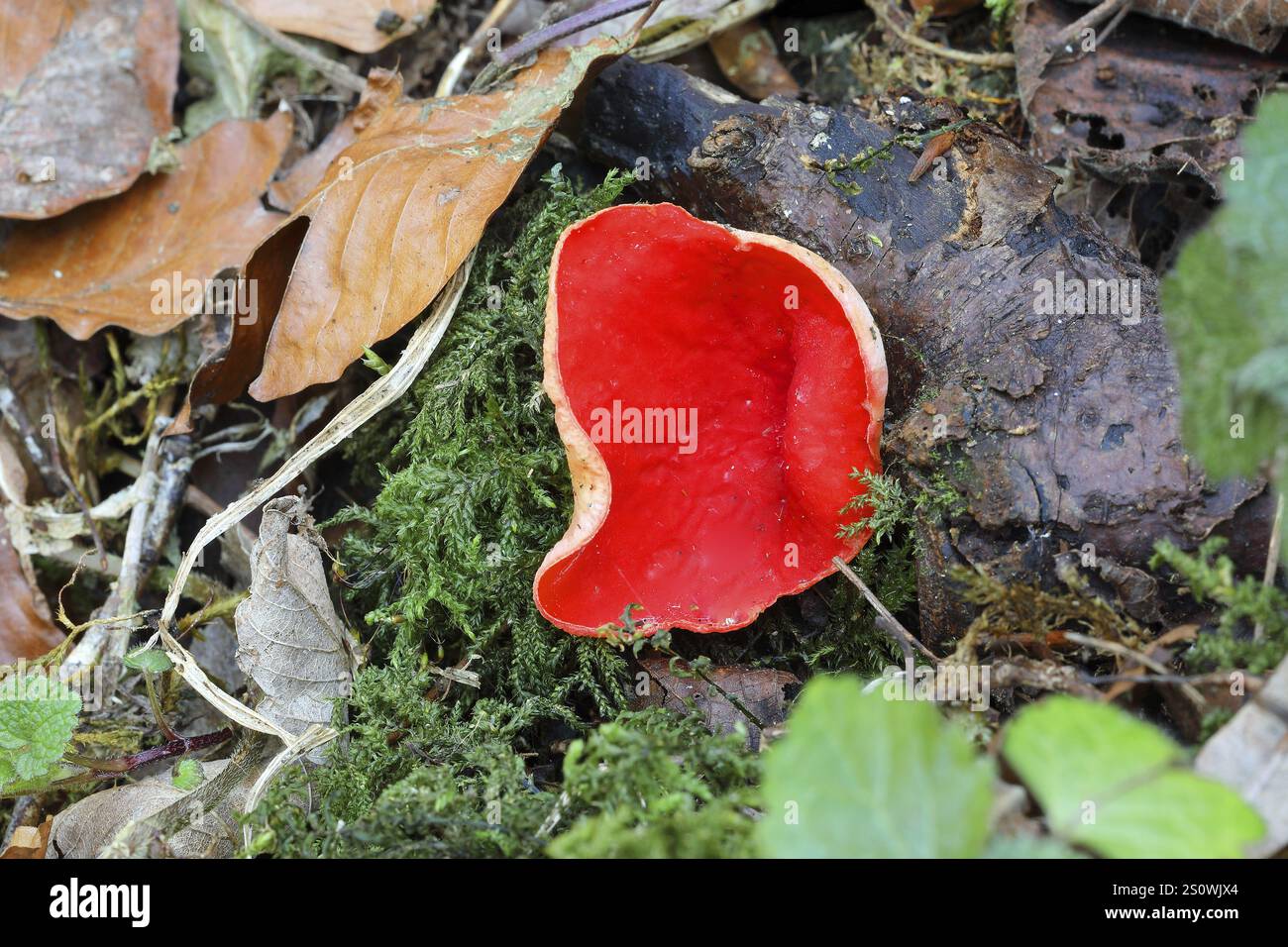 Scarlet elf cup, Sarcoscypha coccinea Stock Photo - Alamy