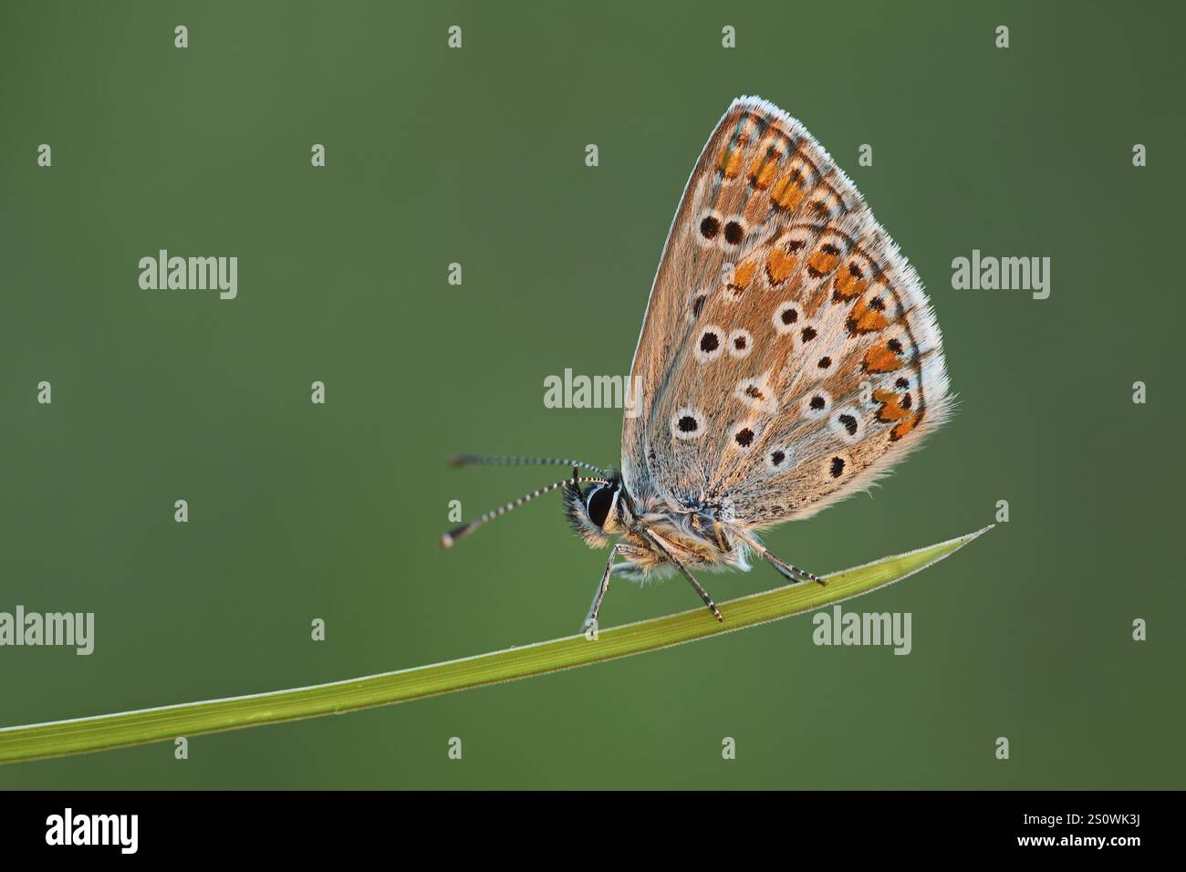 Blue butterfly, Lycaenidae, underside of wings Stock Photo - Alamy