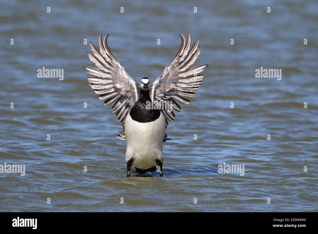 Wing beat bird hi-res stock photography and images - Alamy
