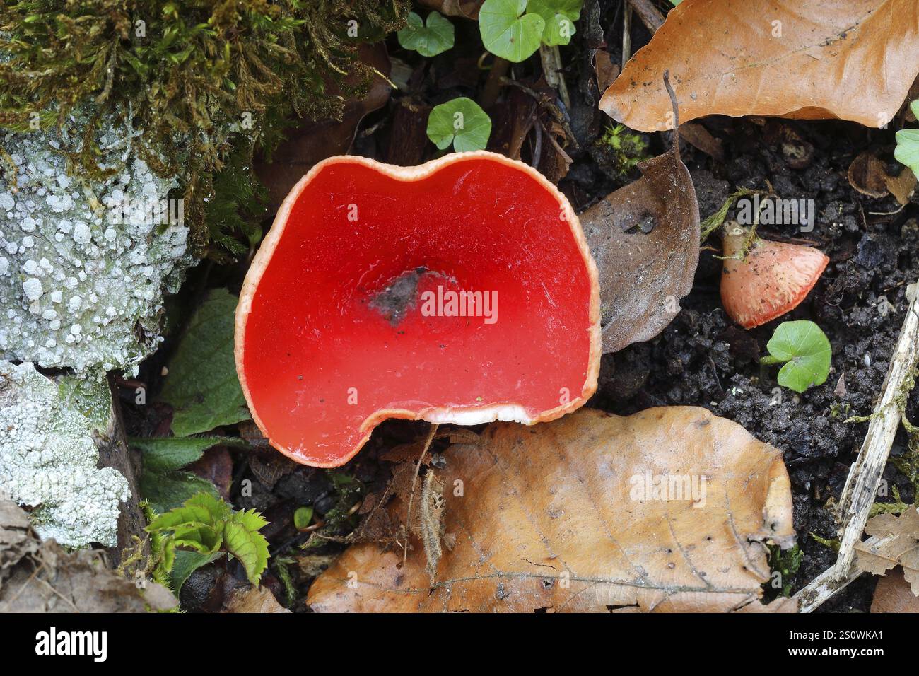 The scarlet elf cap hi-res stock photography and images - Alamy