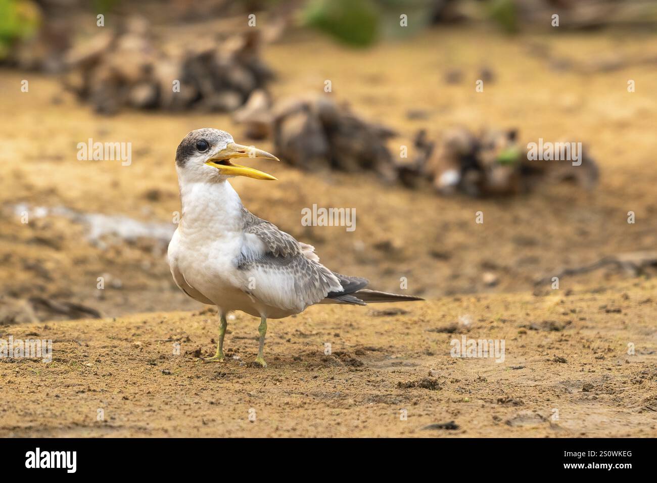 Large-billed Tern (Phaetusa simplex), Pantanal, inland, wetland, UNESCO Biosphere Reserve, World ...