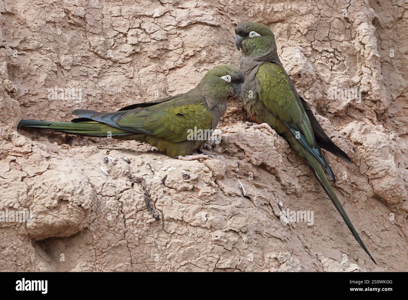 Rock parakeet, Cyanoliseus patagonus, pair Stock Photo - Alamy