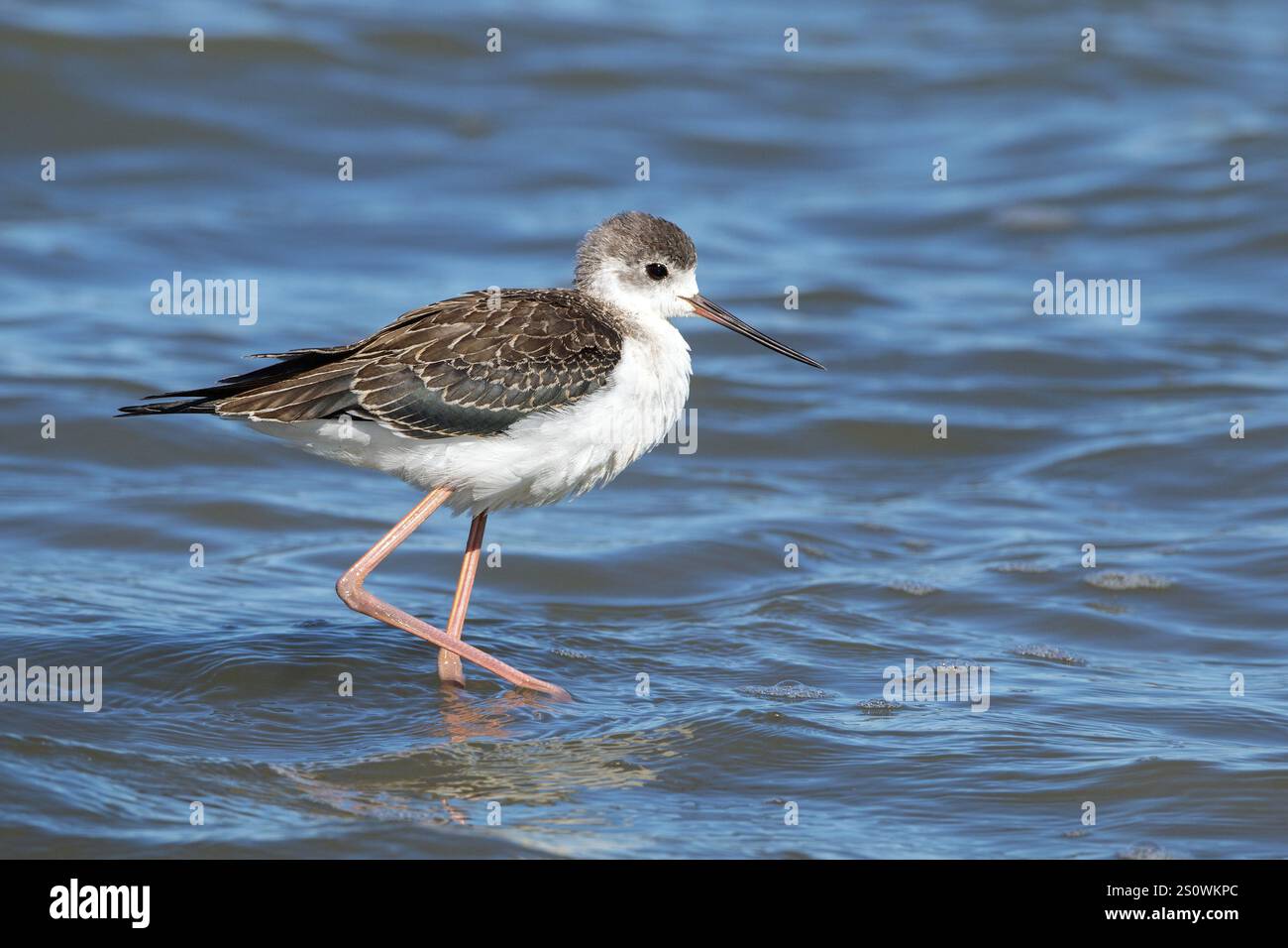 Stilt Sandpiper, Himantopus himantopus Stock Photo - Alamy