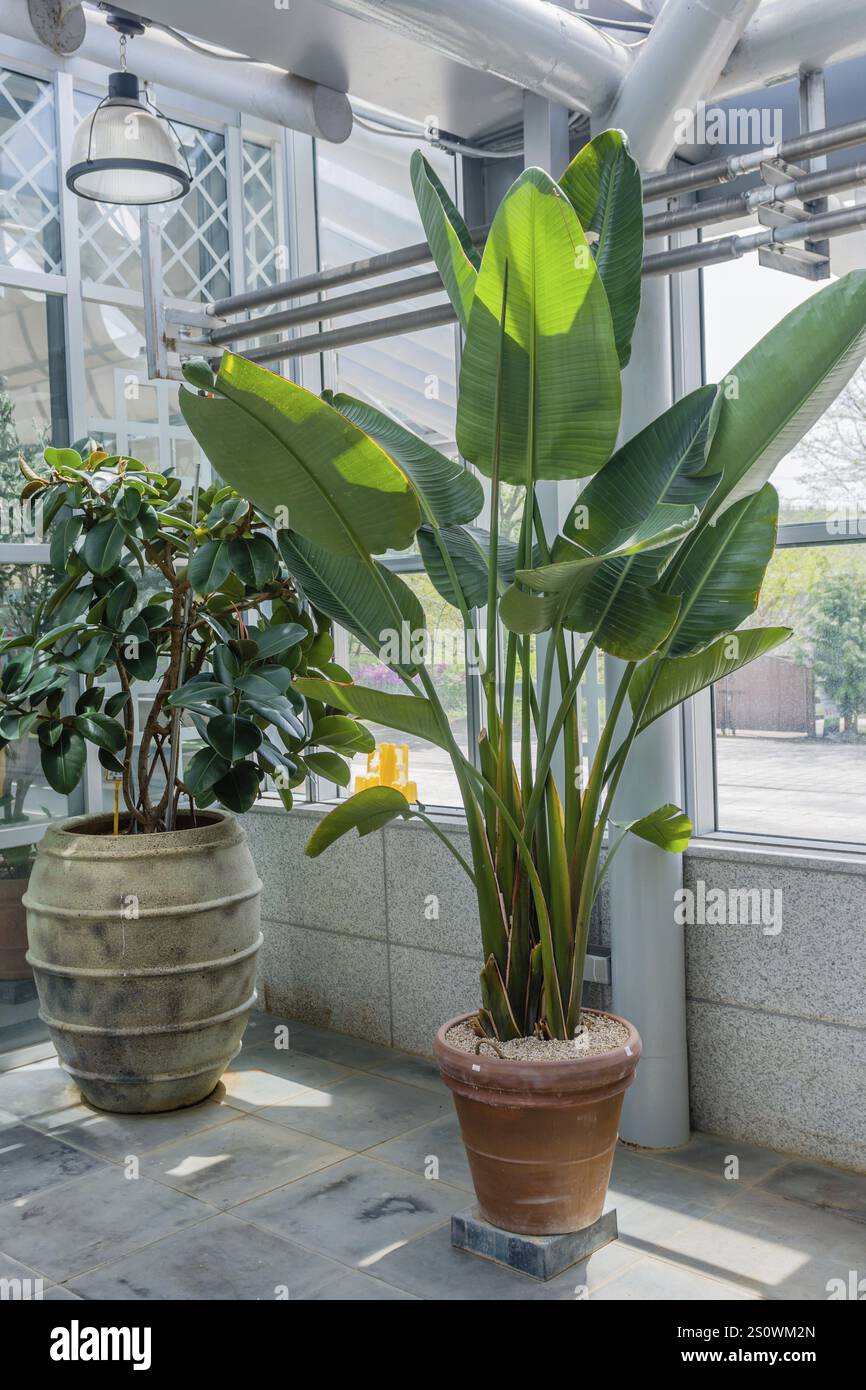 Large potted plants with green leaves in a well-lit modern interior ...