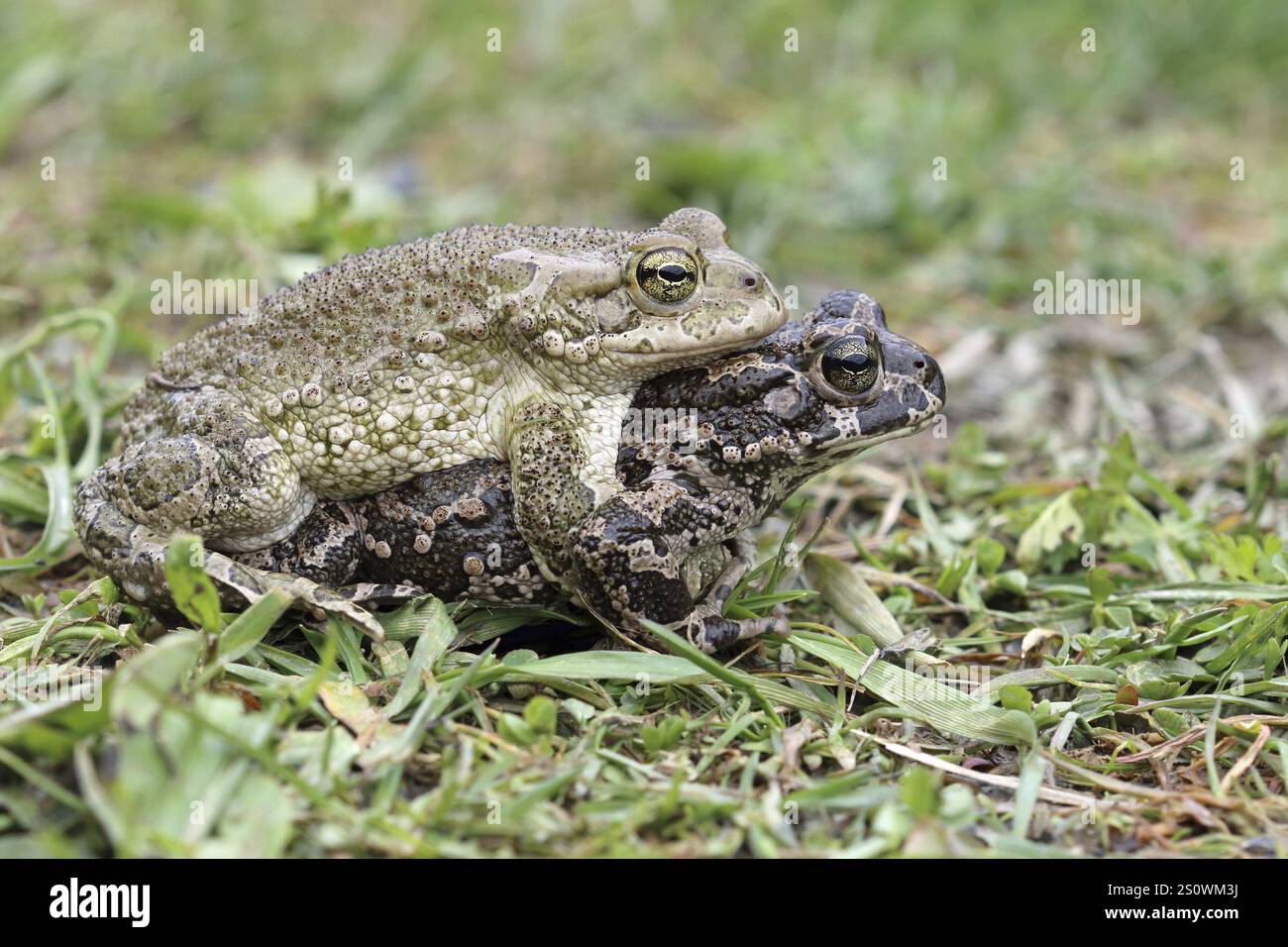 Green toad, Bufotes viridis, pair Stock Photo - Alamy