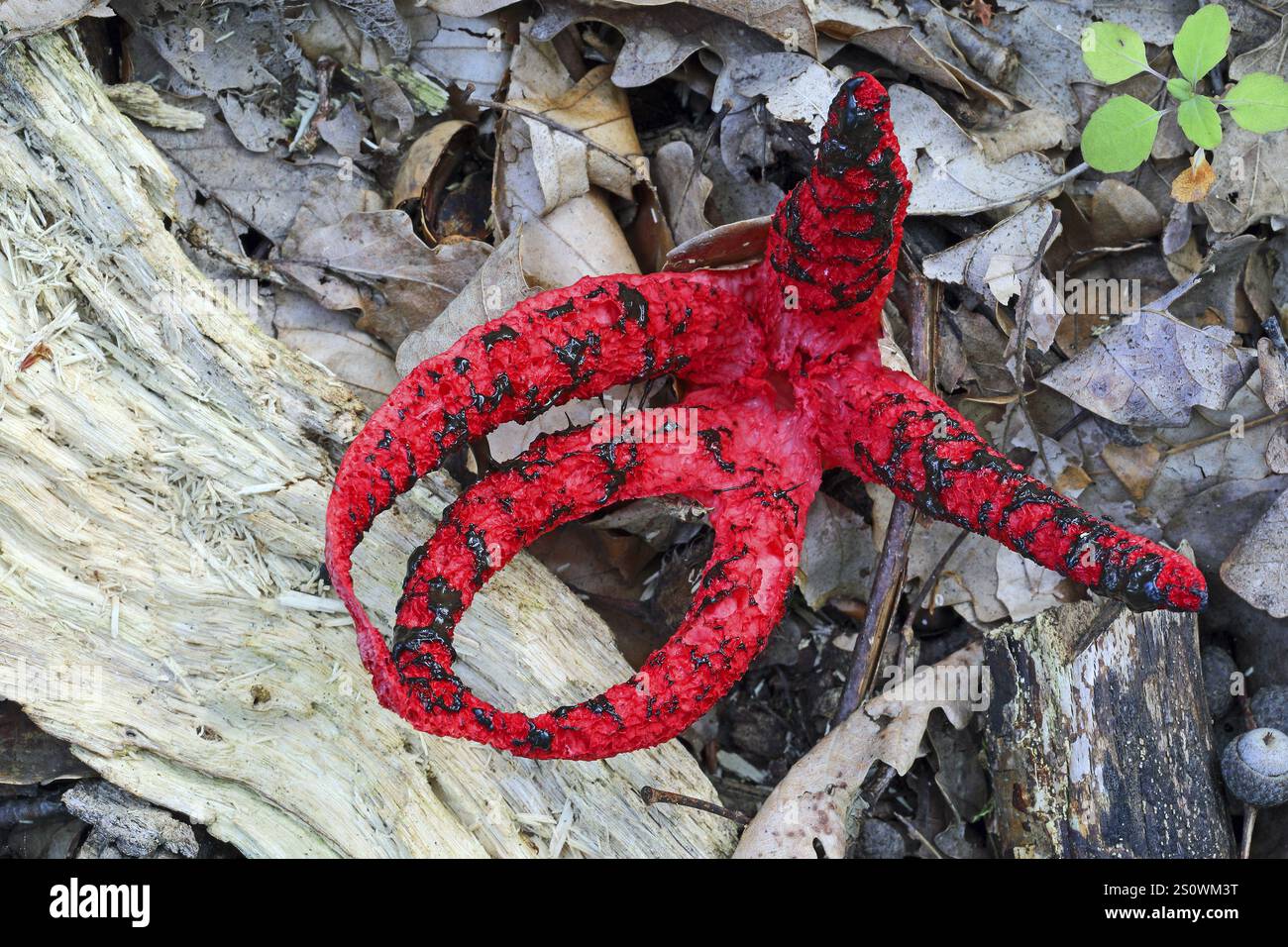 Cuttlefish mushroom, Clathrus archeri Stock Photo - Alamy