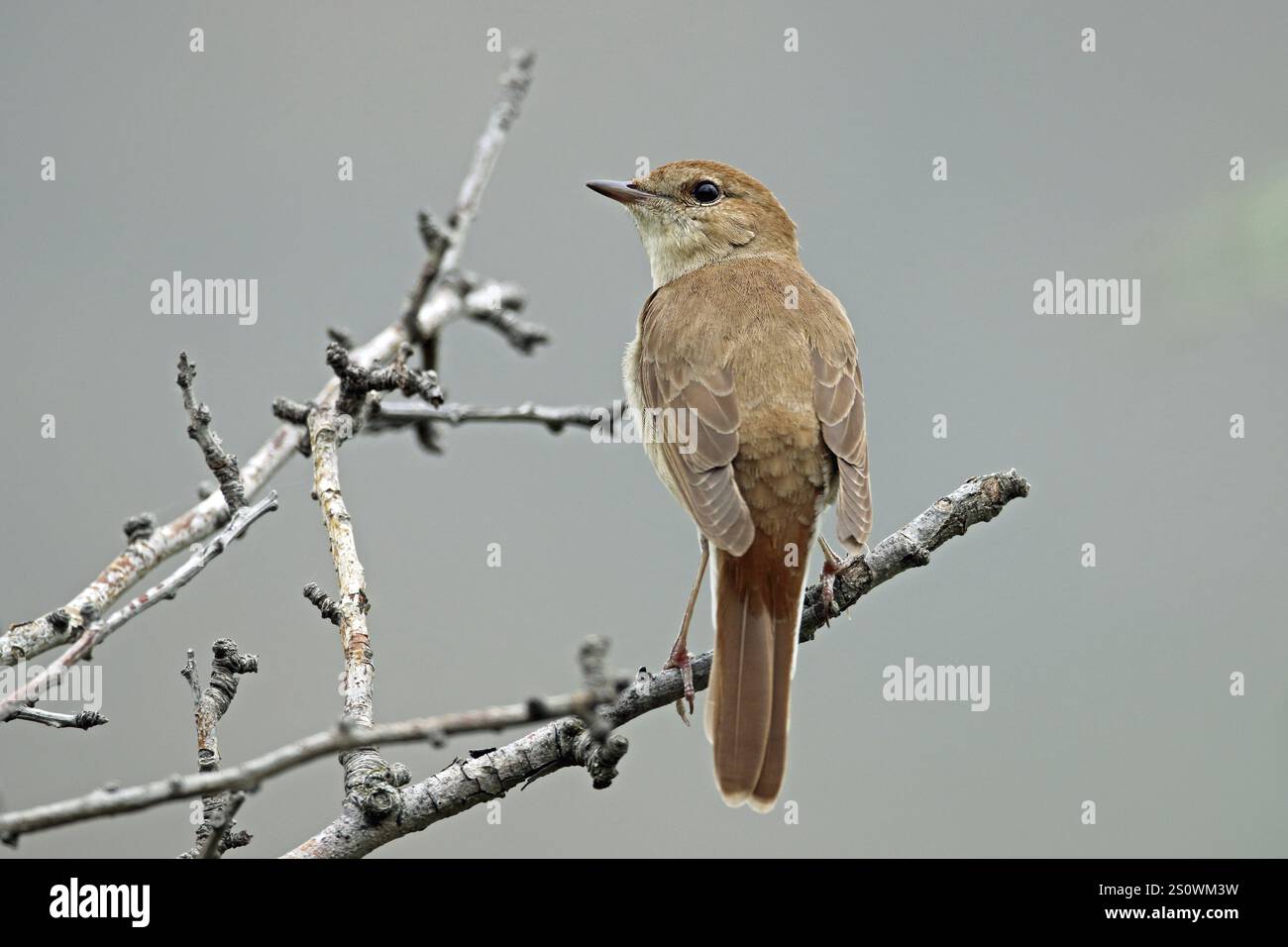 Nightingale, Luscinia megarhynchos Stock Photo - Alamy